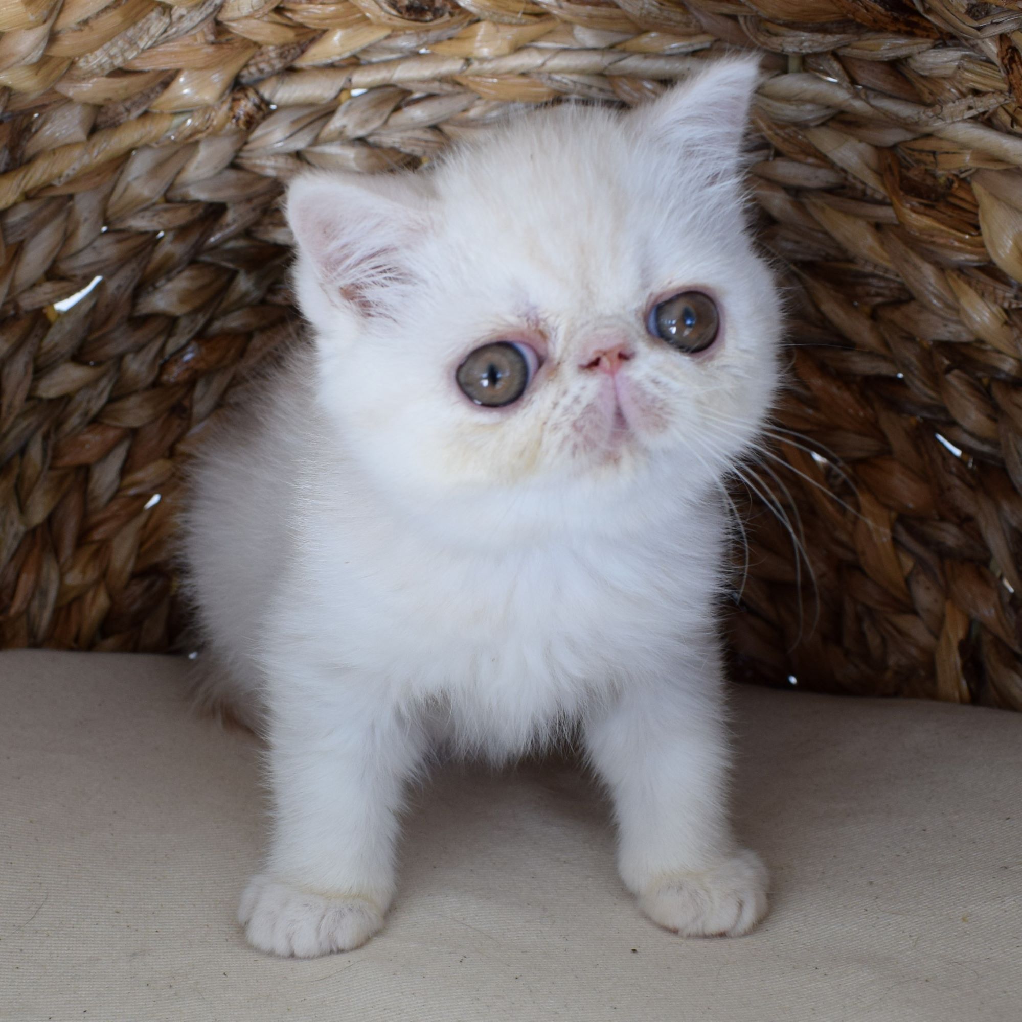 S*Atitza's Perser & Exotic: 2021