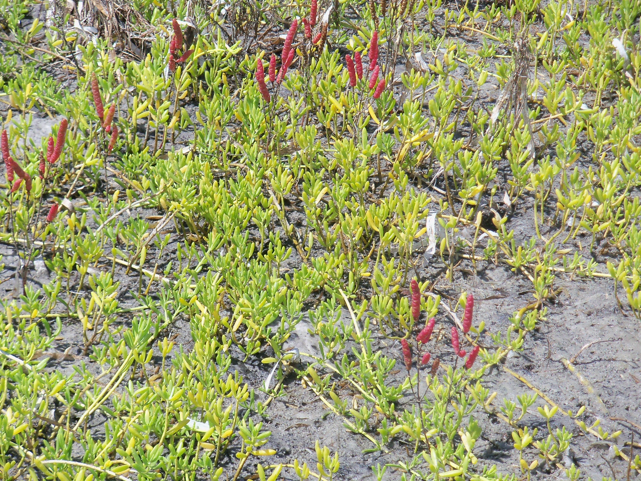 Southwest Florida Shoreline Studies: Perennial Grasswort
