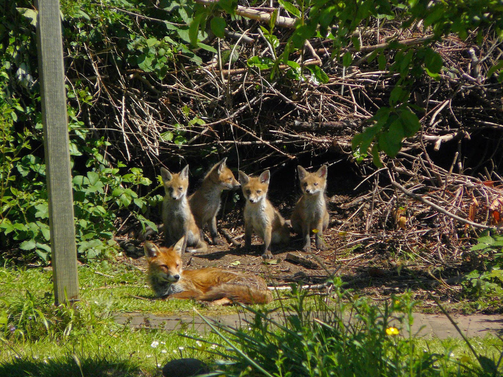 Peter Lovett's ramblings : Family photo' of FOUR fox cubs with their ...