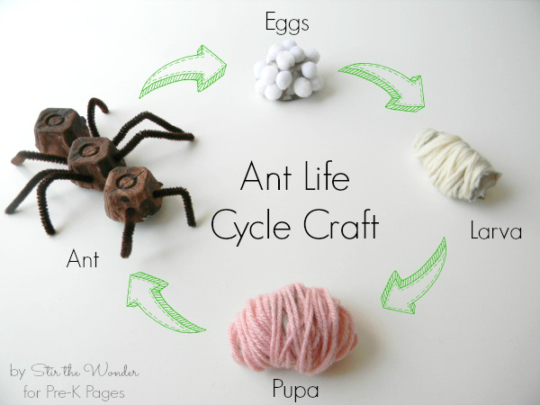 Mr. Linnet's Class Blog: This week's At-Home Project: Insect Life Cycle ...
