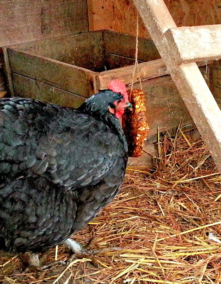 Flock Block Knock Off | Homemade Chicken Treat - Fresh Eggs Daily® with ...