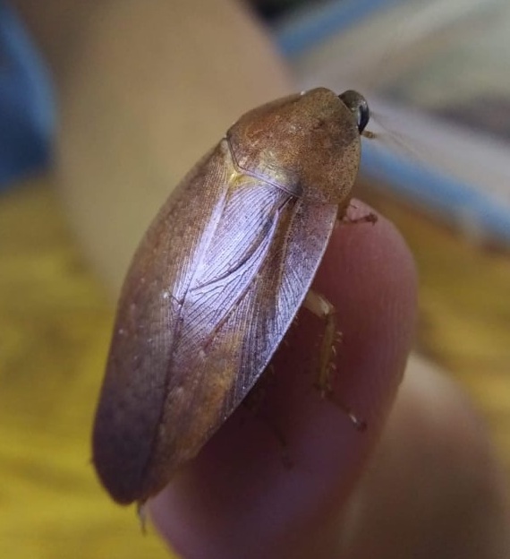 Magnificent Beasts: For Sale