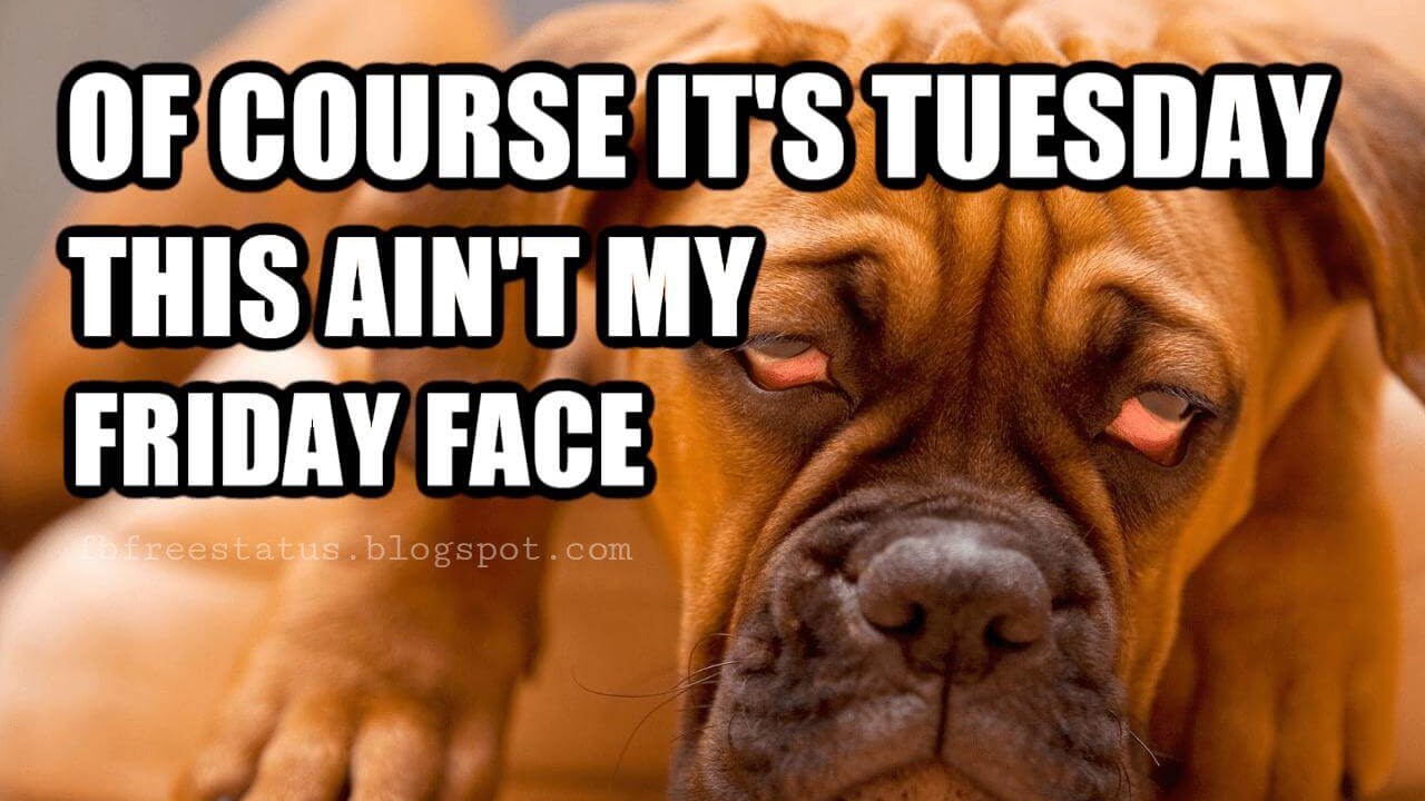 Funny Tuesday Quotes