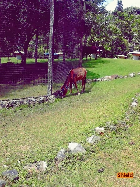 "Peel it. Feel it.": Turn Red Mini-Zoo
