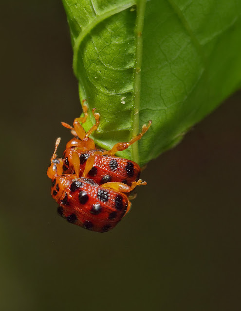 tower record: 一邊交配一邊築巢的黑點捲葉象鼻蟲_The mating Weevil curve the leaf for ...
