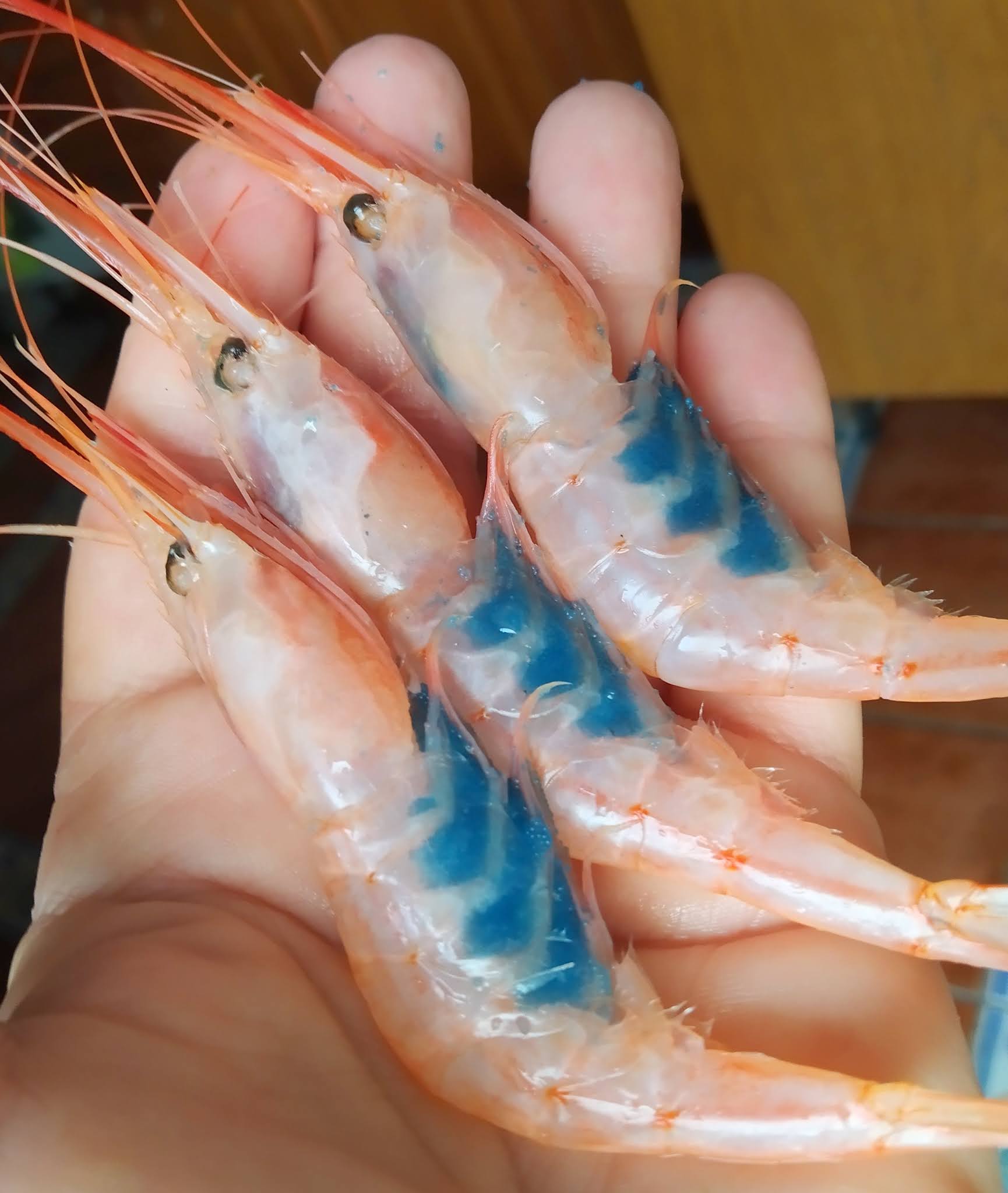 QUISQUILLAS DEL MAR DE ALBORAN CRUDAS ADEREZADAS CON UNA EMULSION DE ...