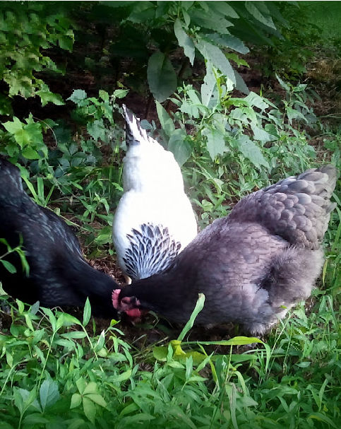 How to Feed Grass to Penned Chickens - Fresh Eggs Daily® with Lisa Steele