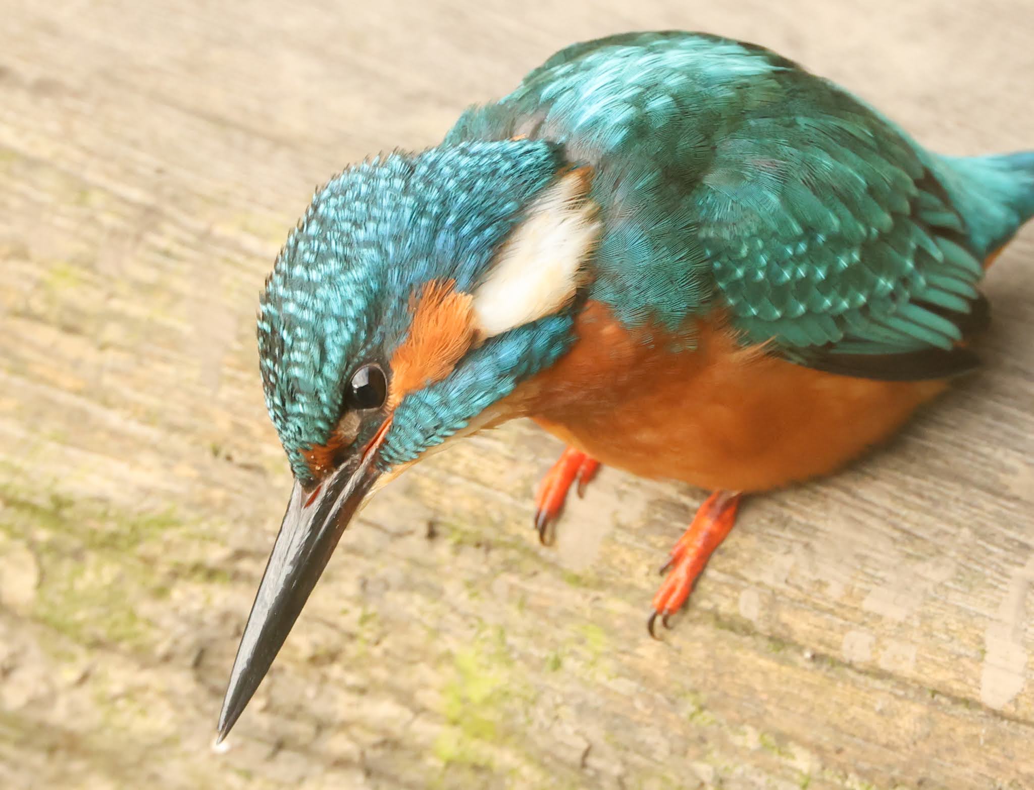 Austin's Birding Blog: 06/01/2021 Wigan Flashes Local Nature Reserve