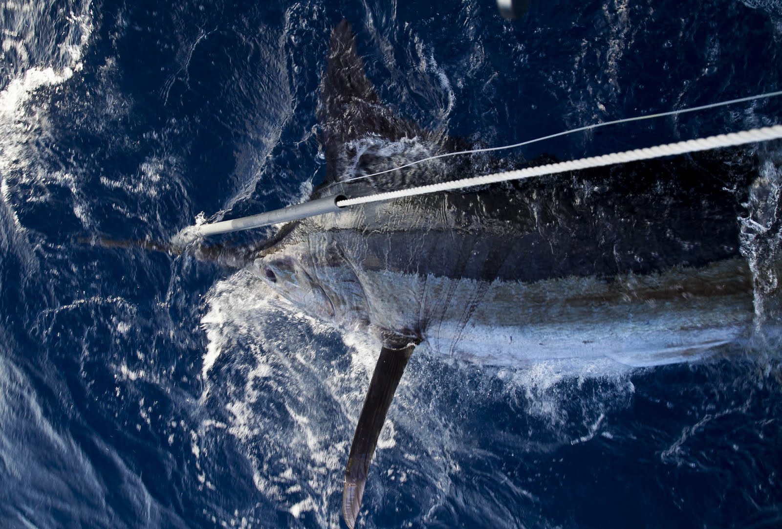 MARLIN AZUL ( Makaira nigricans )