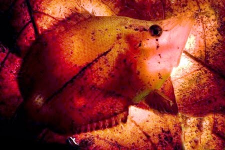 Ikan Daun - Dunia Akuarium