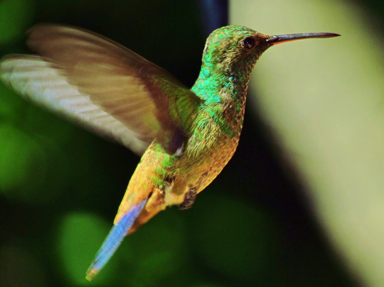 Proyecto Colibríes: Mis Fotos Colibrí Verde azul