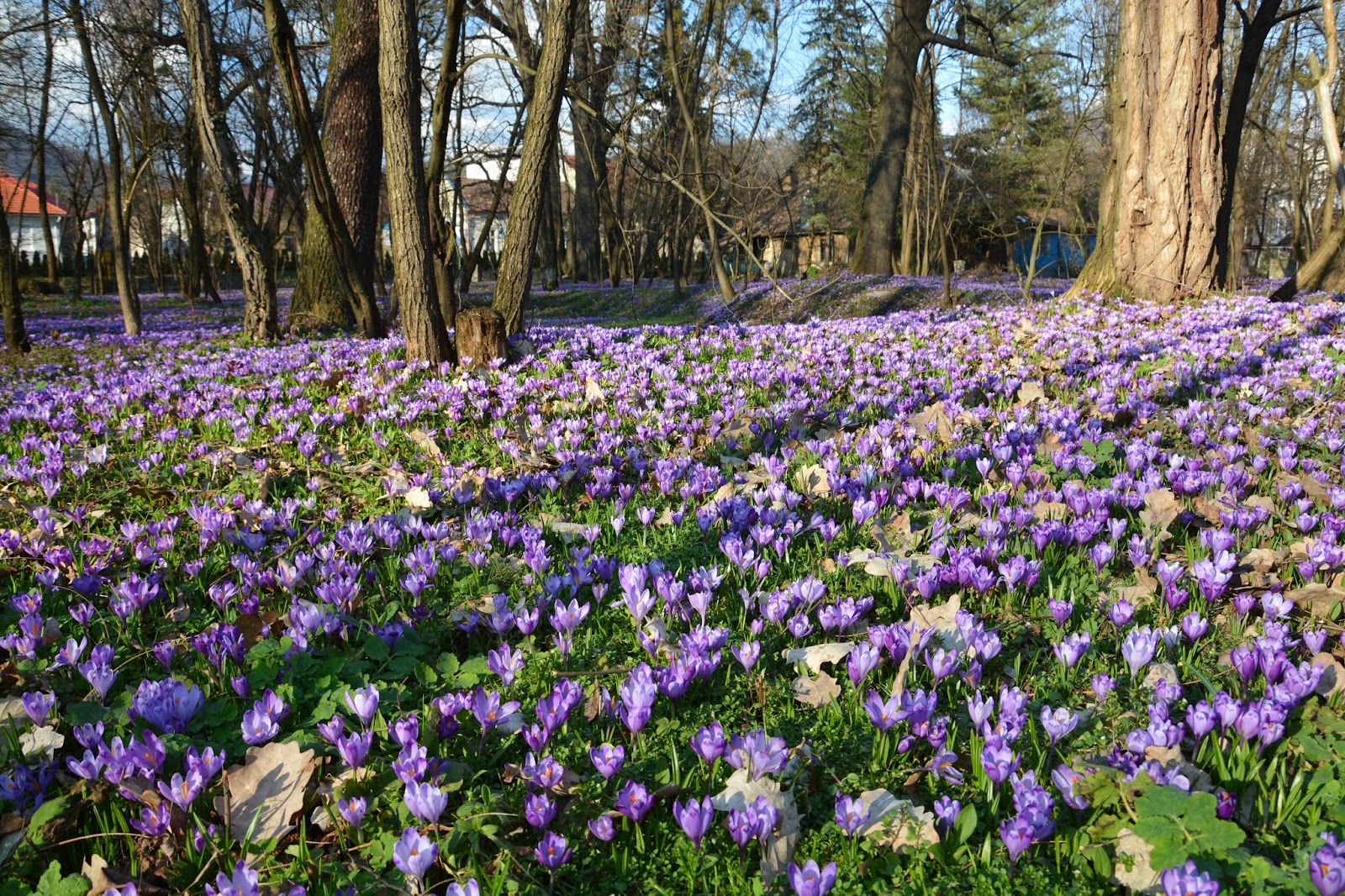 TUDOR PHOTO BLOG: Flori de Primavara la Baia Mare,Spring Flowers at ...