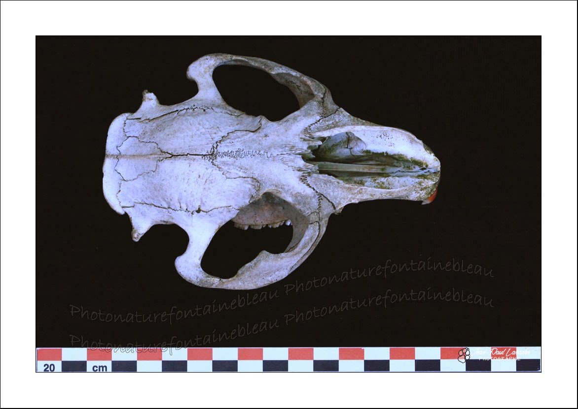 Oh les jolies dents ! Le Castor d'Europe. 2017 023.