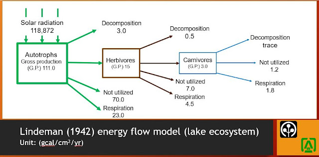 Lindeman single channel energy flow model
