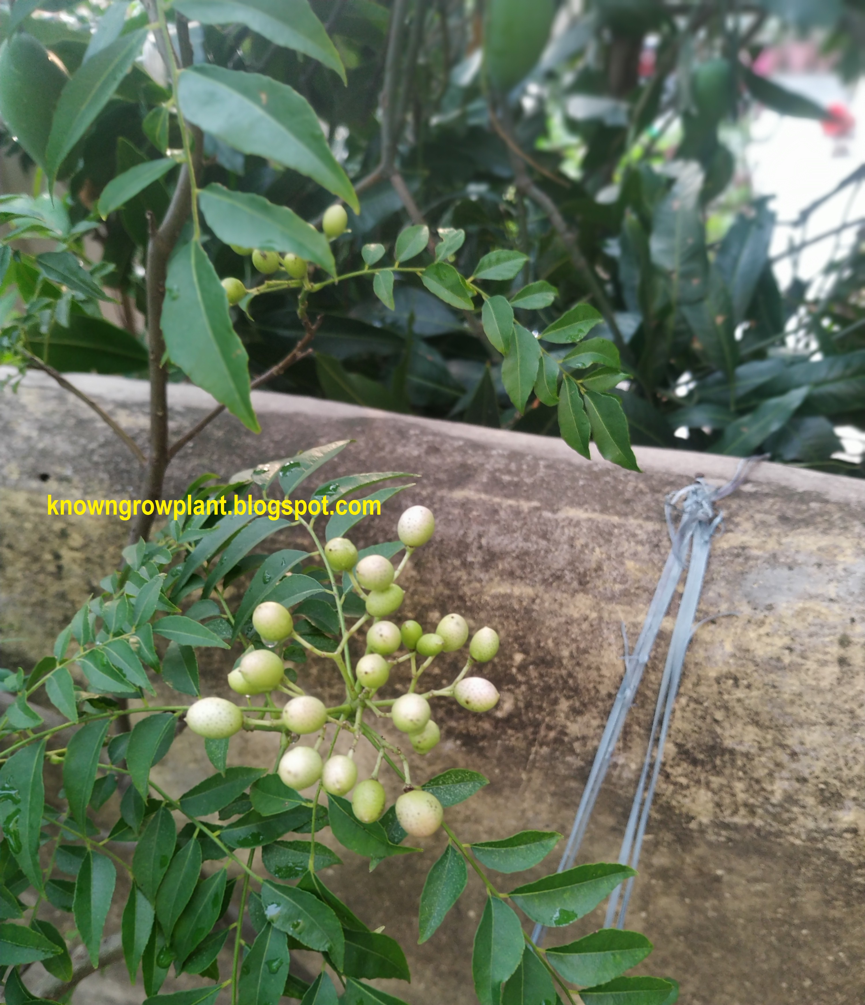 Kadi Patta Tree - कढ़ी पत्ता – Meetha Neem- Curry leaf (Inexpensive ...