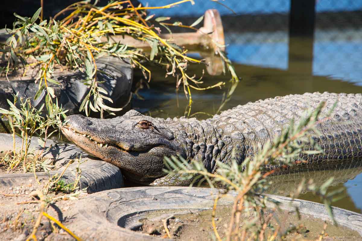 Kissack Adventures: Famous Alligators