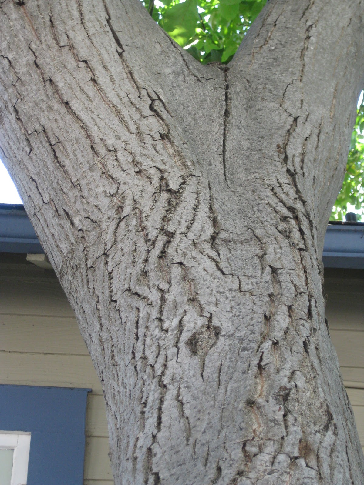 Trees of Santa Cruz County: Juglans regia - English Walnut