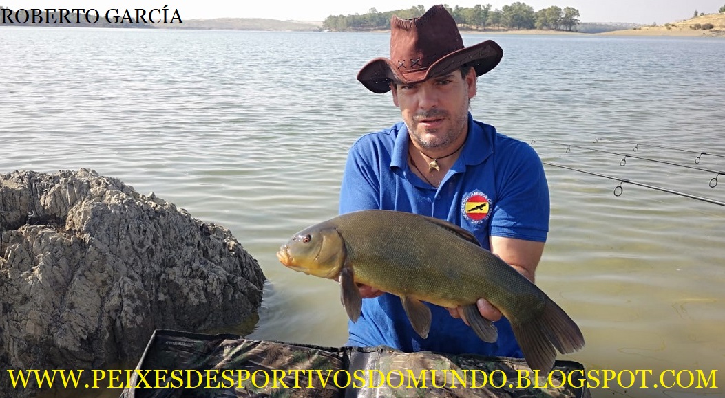 PEIXES DESPORTIVOS DO MUNDO: A TENCA - Tinca tinca (Linnaeus, 1758)