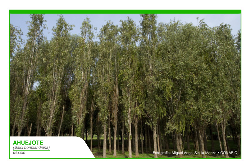 Apasionados por la biodiversidad.: Flores y árboles en México segunda ...