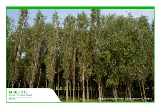 Apasionados por la biodiversidad.: Flores y árboles en México segunda ...