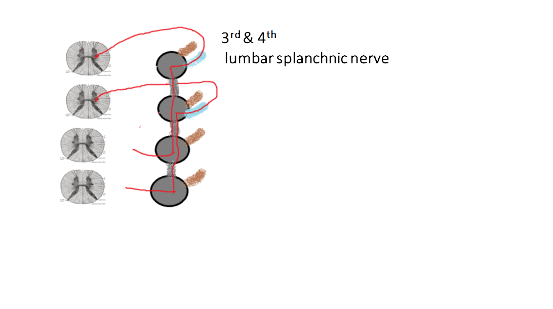 easyhumanatomy: Lumbar sympathetic ganglion : with brief description of ...