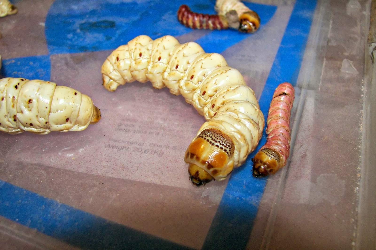 Bright Side Up: Boys And Things That Wriggle