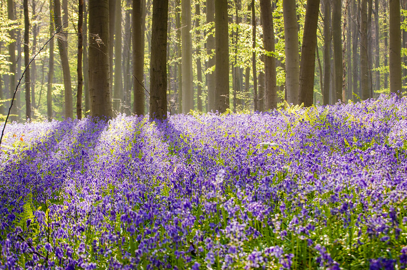 The blue forest, Hallerbos — Belgium