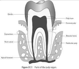 Dental pulp 2 l Oral histology and biology MCQs for dental students ...