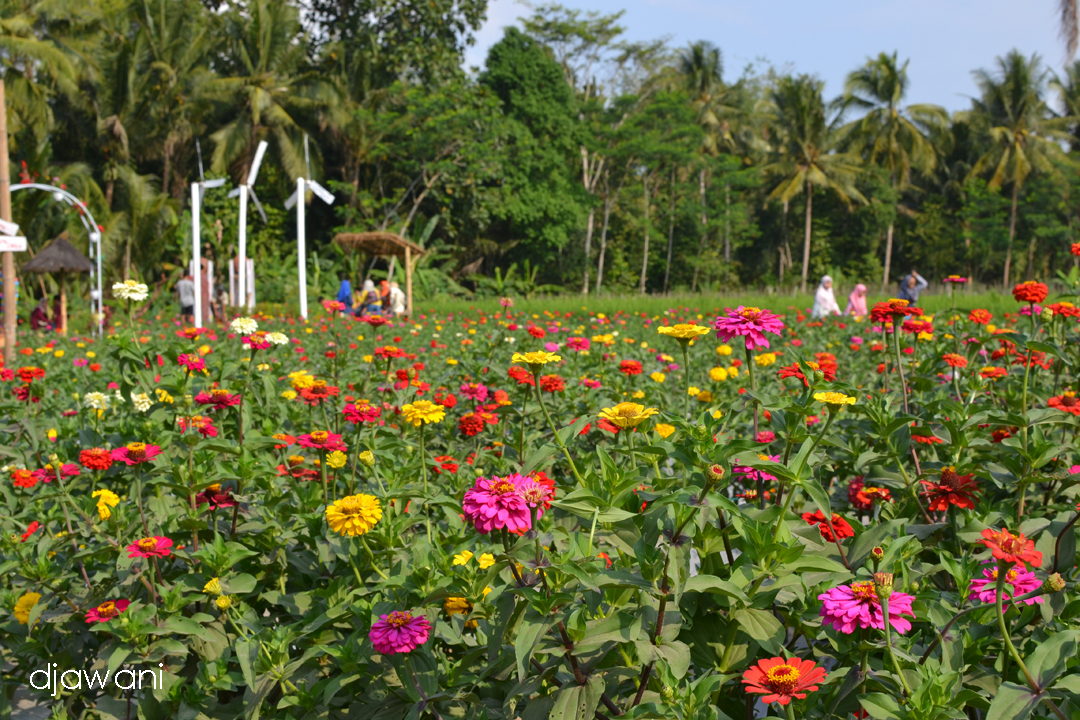 Taman Ramadanu Taman Bunga yang lagi hits di Magelang