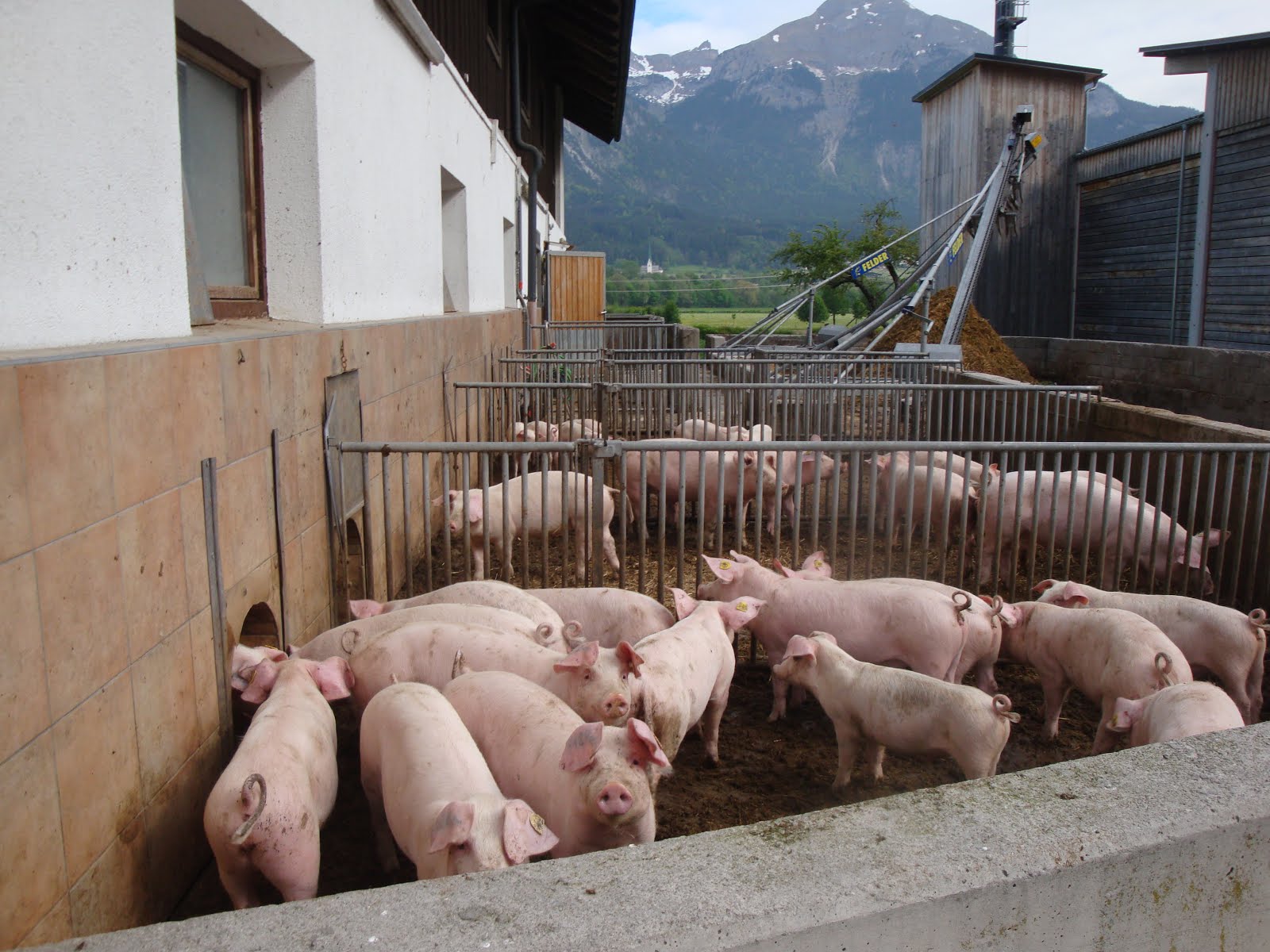 AGRI-BLOG: PIGSTY in Rotholz
