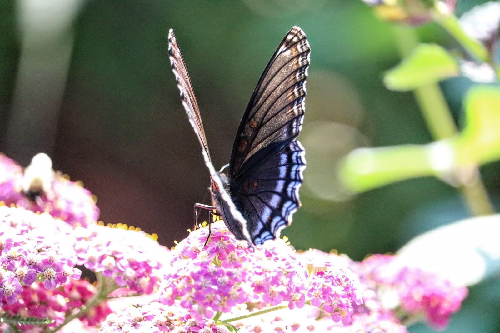 Red-spotted purple butterfly 4