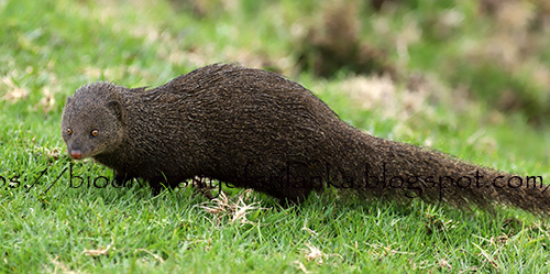 Biodiversity of Sri Lanka: බොර මුගටියා [Bora Mugatiya]/Indian Brown ...
