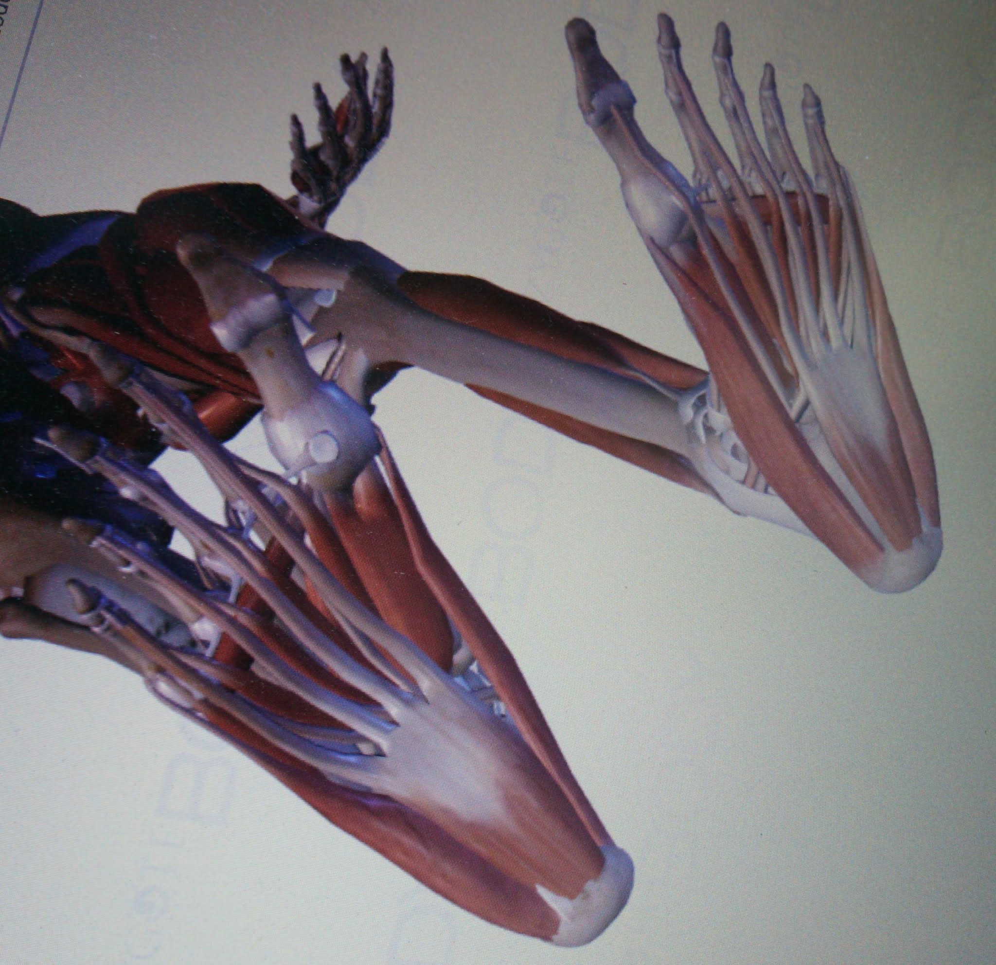 Matkani jalkaterapeutiksi: 2020