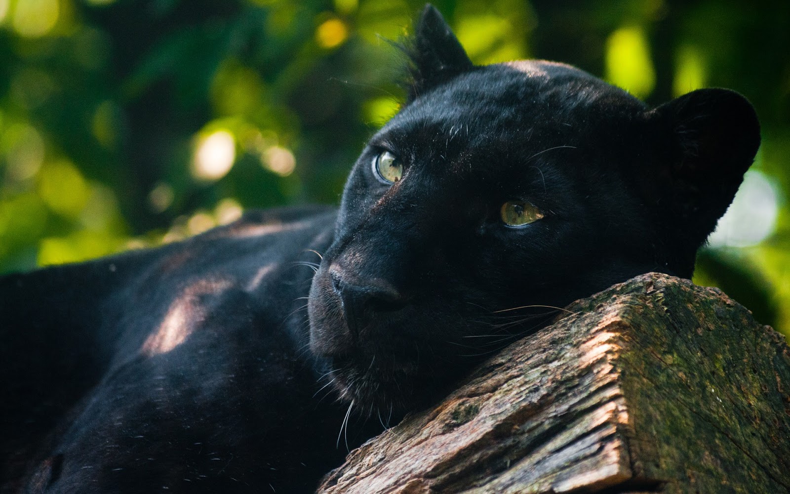 Panther - HD Wallpapers | Earth Blog