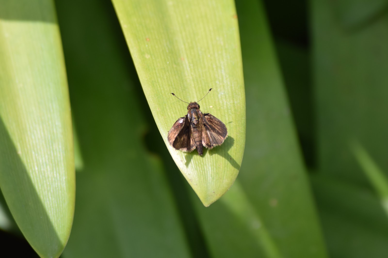 Our Life in Medellin Colombia: Mariposas (Butterflies)