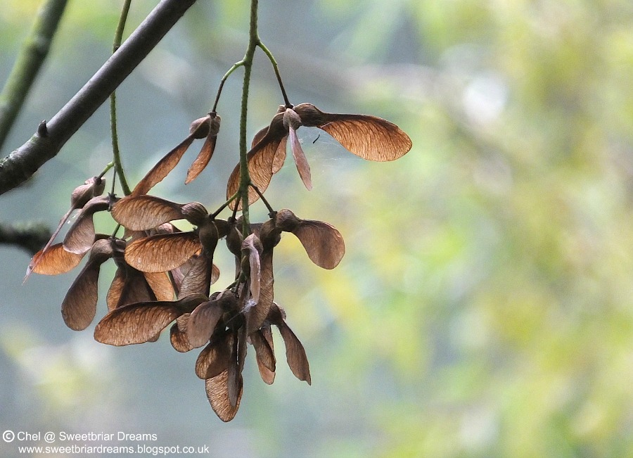 Sweetbriar Dreams: Capture and Share #17 - Autumn Wings