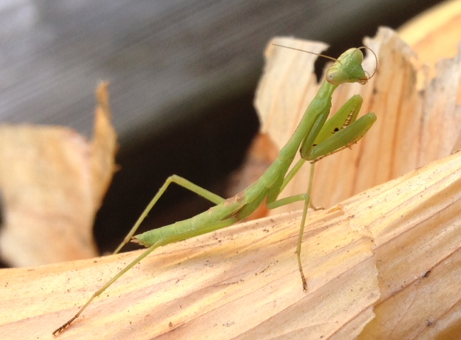 strange-gardener-praying-mantis