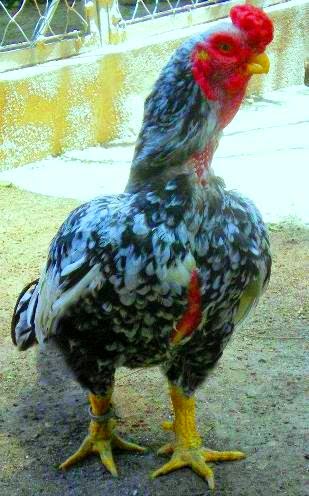 VARIEDAD DEl GALLO de pelea ASIL con de diferentes tamaños y colores y ...