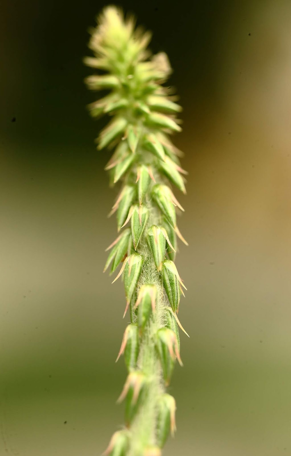 Latjeera/ Chirchita, Achyranthes aspera Linn.; Amarantnaceae