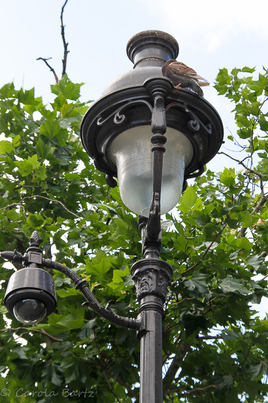 carola bARTz: Paris in July 2019: City of Lights