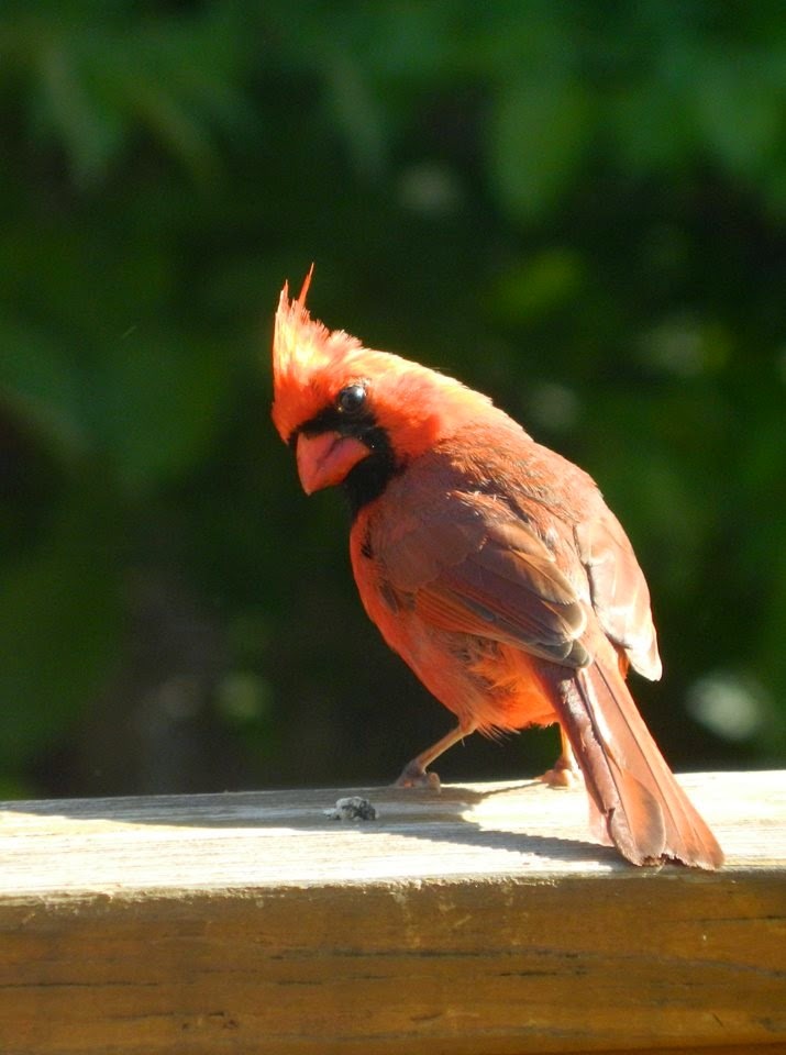 Memories to Cherish: My Cardinal Appears ~ I know your near!