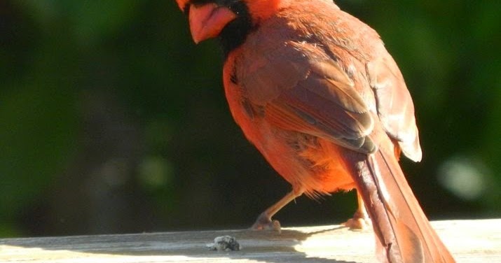 Memories to Cherish: My Cardinal Appears ~ I know your near!