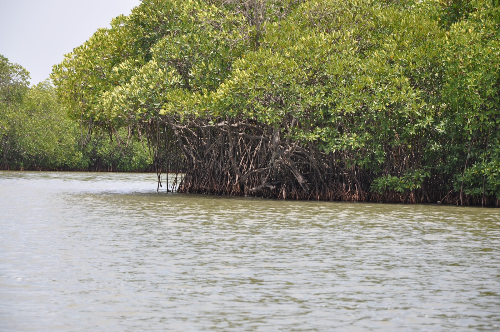 Pichavaram - JungleKey.in Image