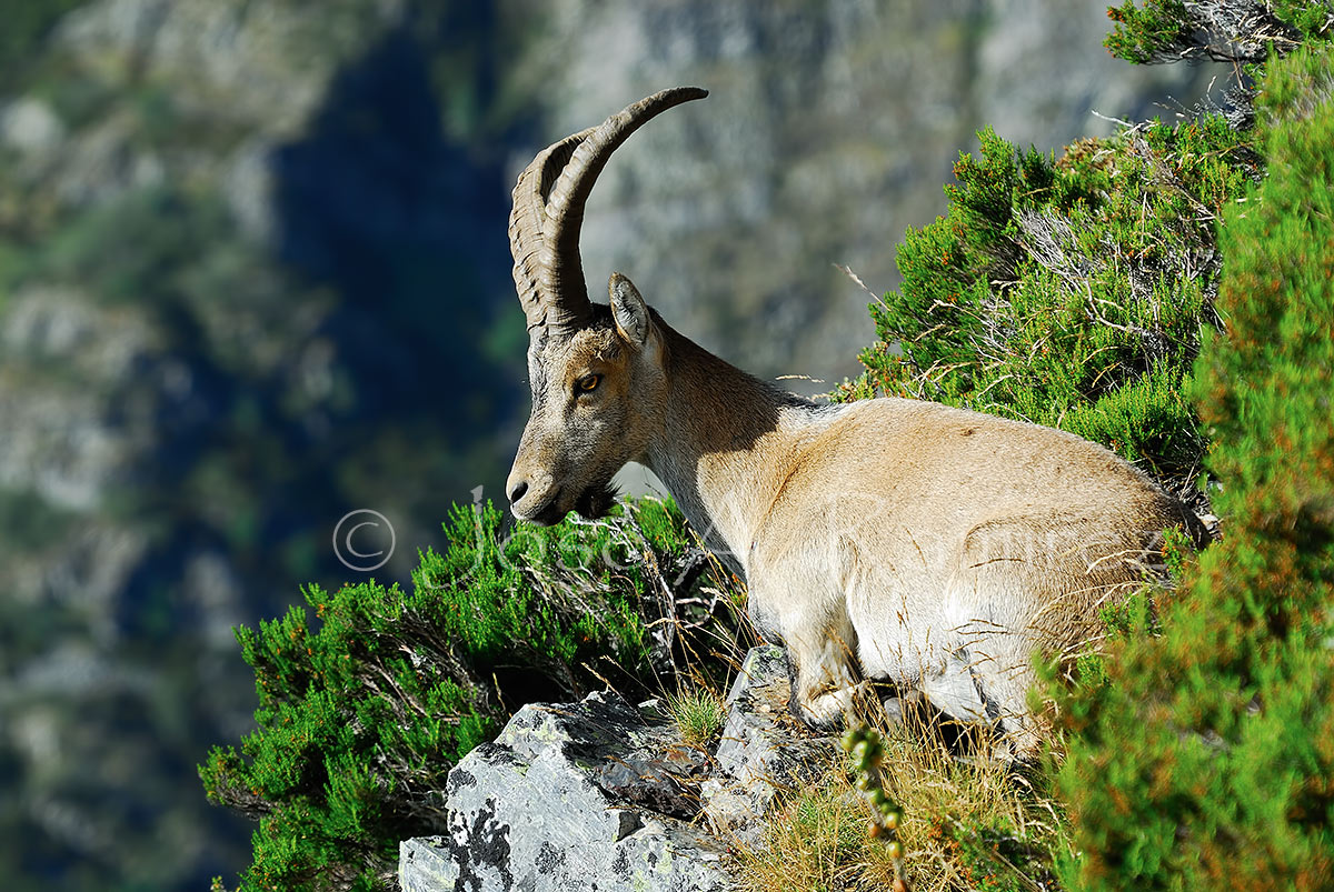 José A. Ramírez, fotografía y naturaleza: Íbice ibérico