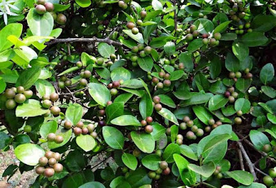 களா காய் கருப்பையில் அழுக்குகளை வெளியேற்றும் kalakai benefits in tamil