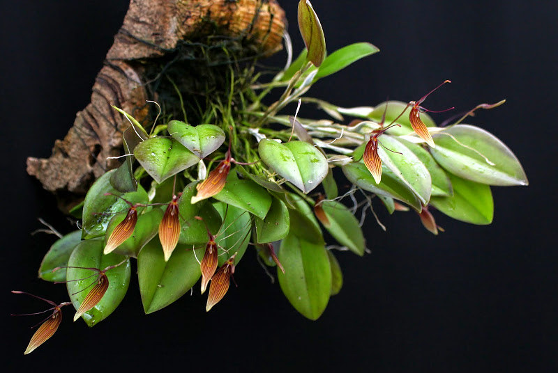 Restrepia care and culture | Travaldo's blog