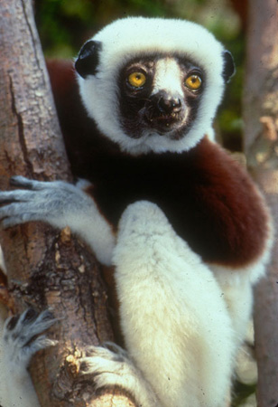 My Temple of Nature: Springing Sifakas