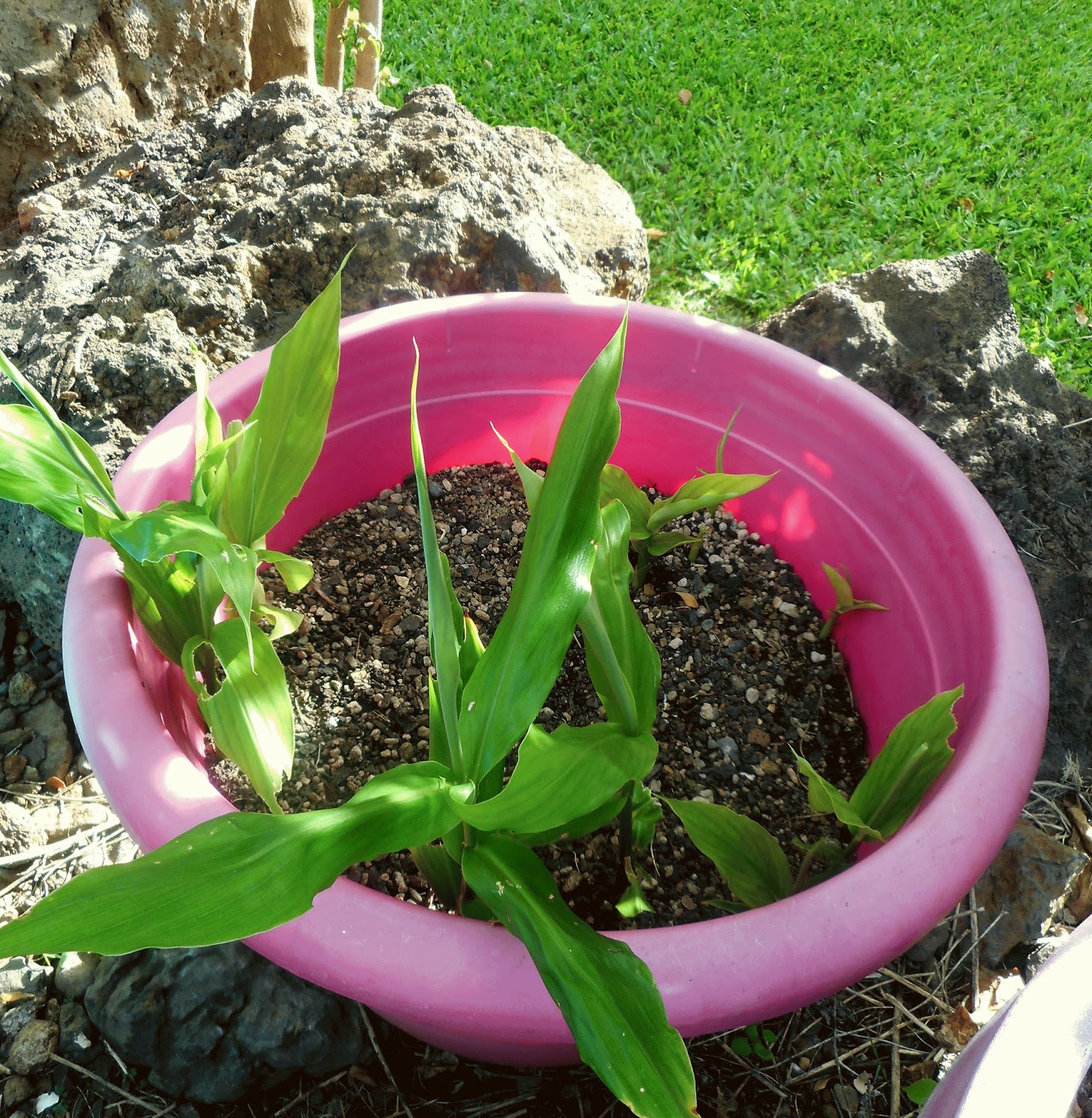 A Kitchen Garden in Kihei Maui: Growing Myoga Ginger