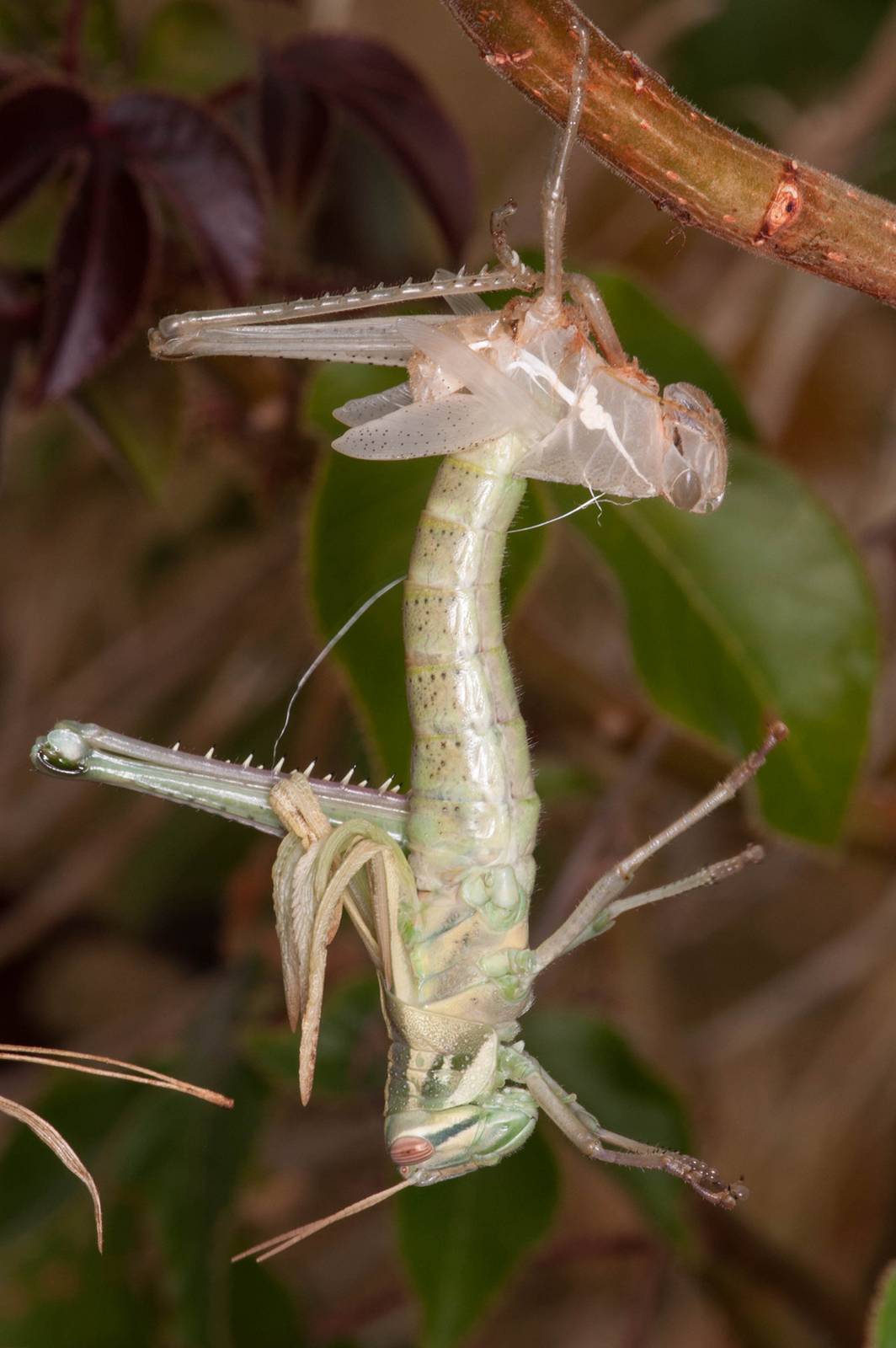 Ecdysis: When Growing Up is More than Skin Deep | The Ark In Space