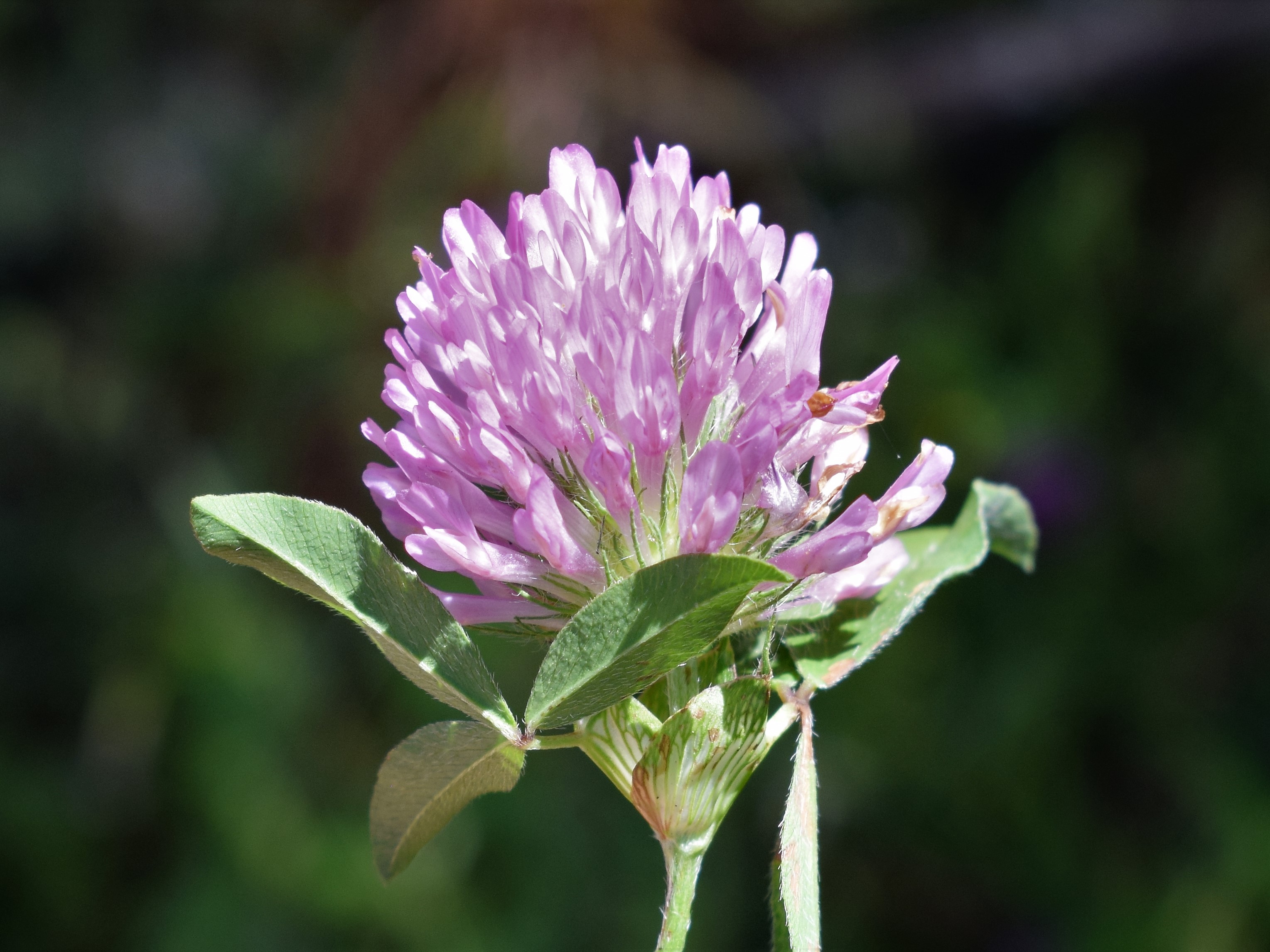 Plantas: Beleza e Diversidade: Trevo-dos-prados (Trifolium pratense)